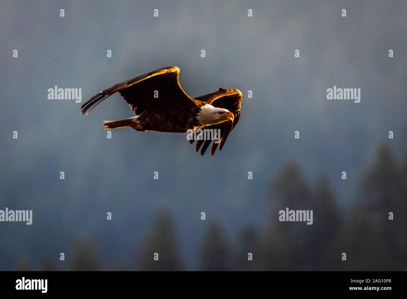 Bald Eagle Hunting In The Evening Stock Photo - Alamy