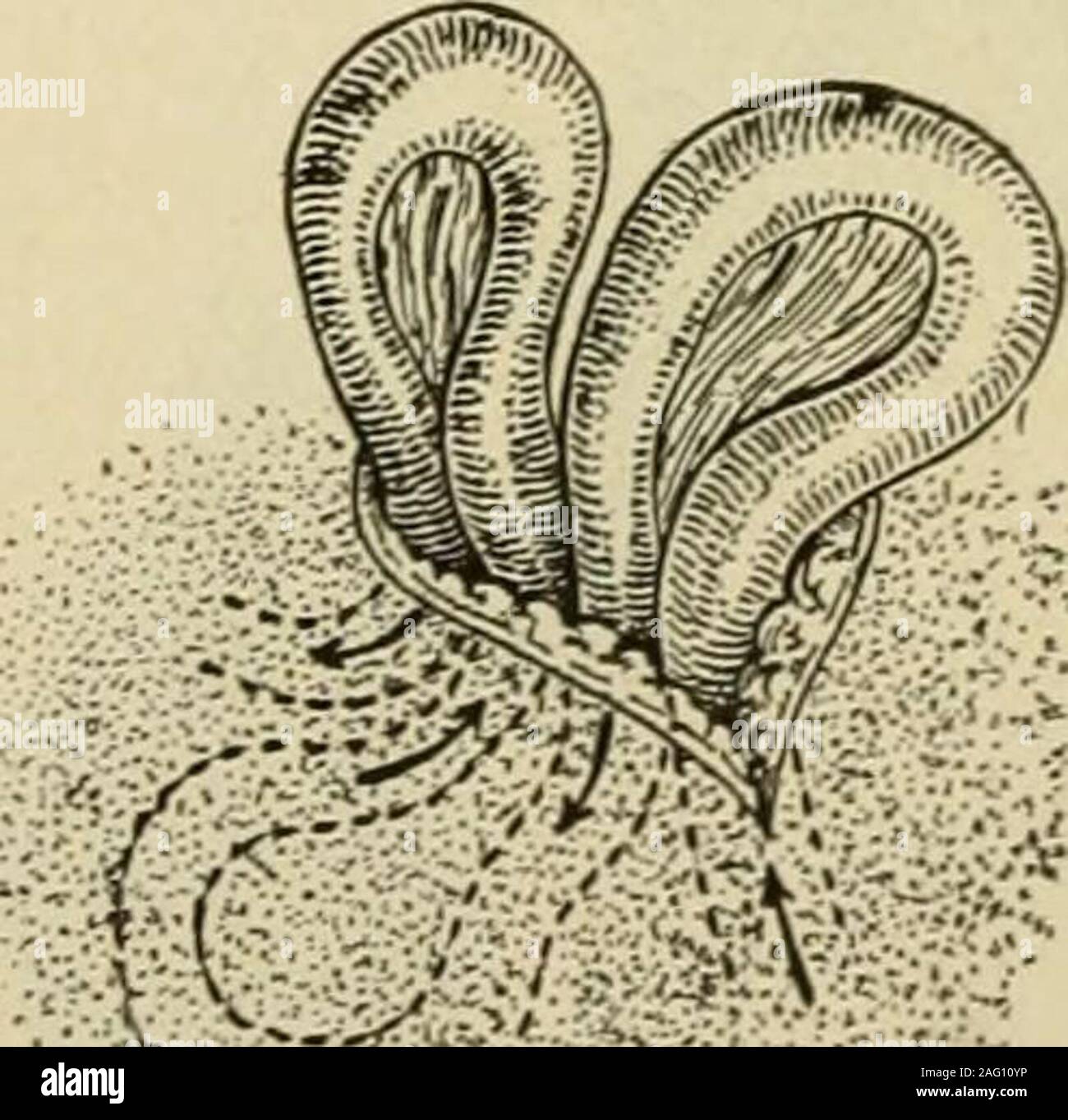 Operation gridiron hi-res stock photography and images - Alamy