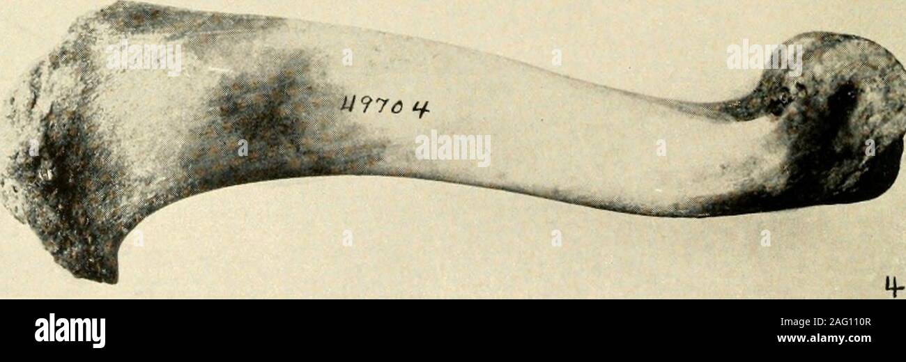 . Smithsonian miscellaneous collections. Right humerus of four ...