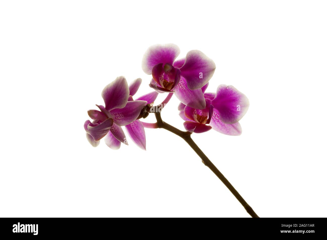 Open deep mauve flowers of a Phalaenopisis on a sing;e stem shot ...