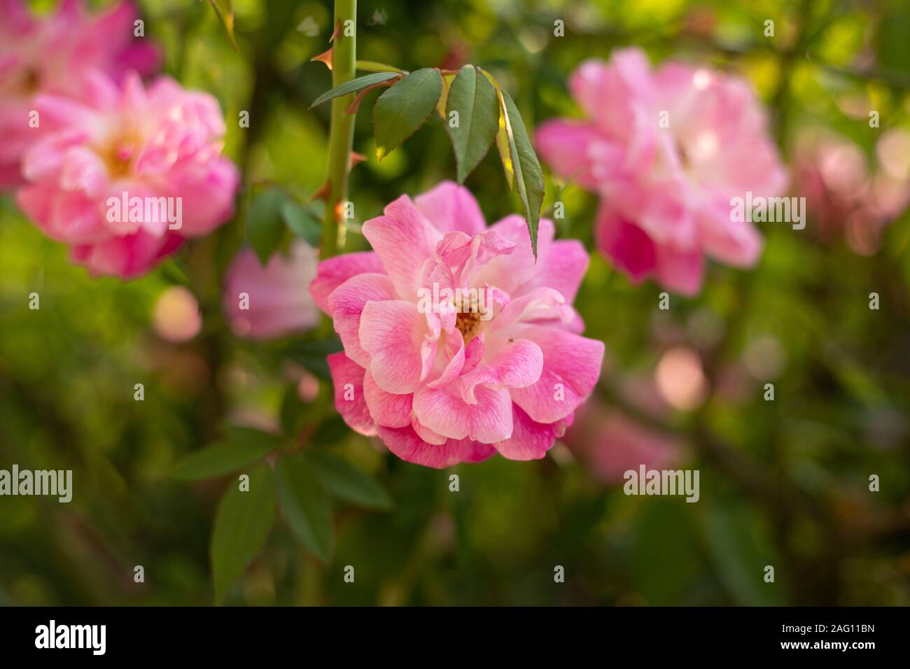 Rose garden india hi-res stock photography and images - Alamy