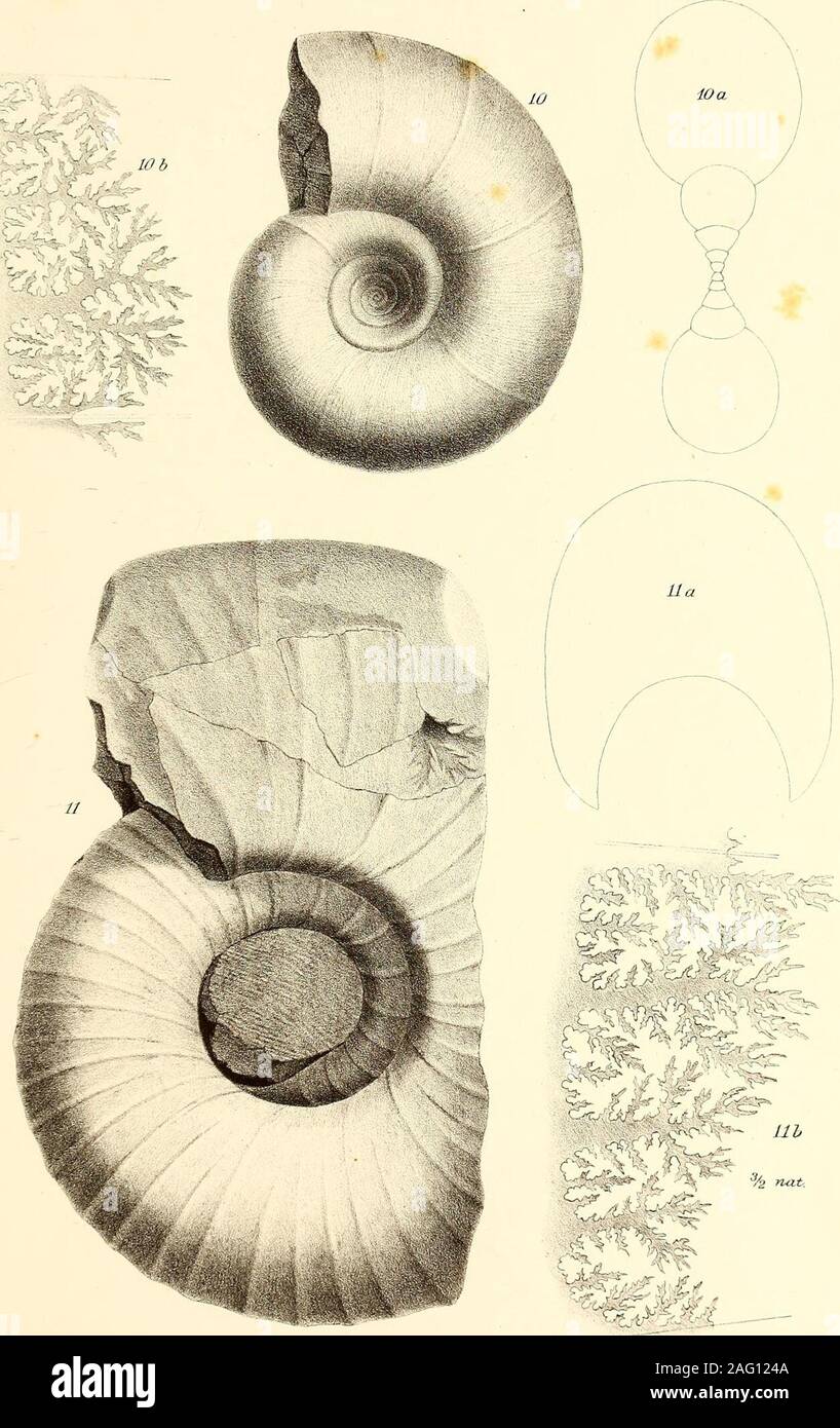 Variety in ammonites hi-res stock photography and images - Alamy