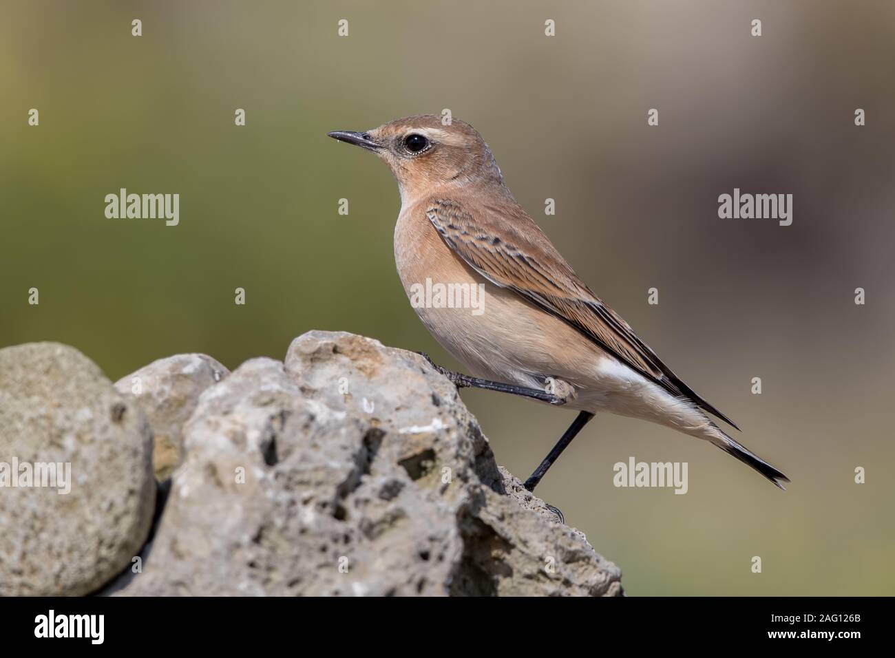 Wheatear on Rocks Stock Photo - Alamy