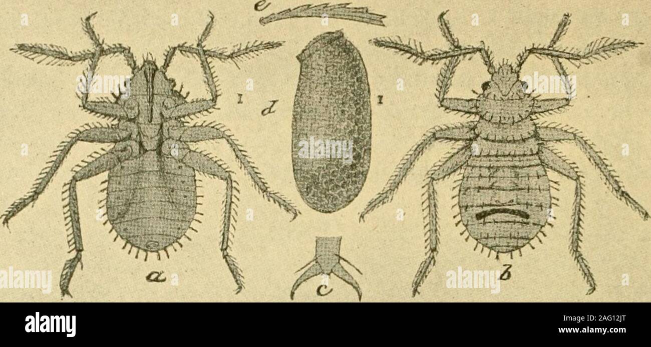 . Sanitary entomology; the entomology of disease, hygiene and ...