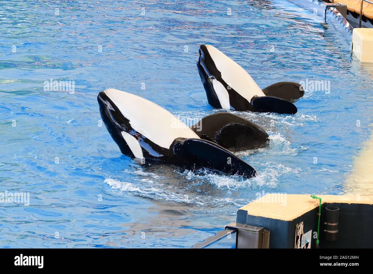 Two killer whales (orcinus orca) performing in a whale show Stock Photo ...