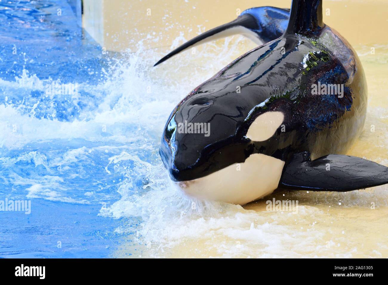Portrait of a killer whale (orcinus orca) out of the water by the ...