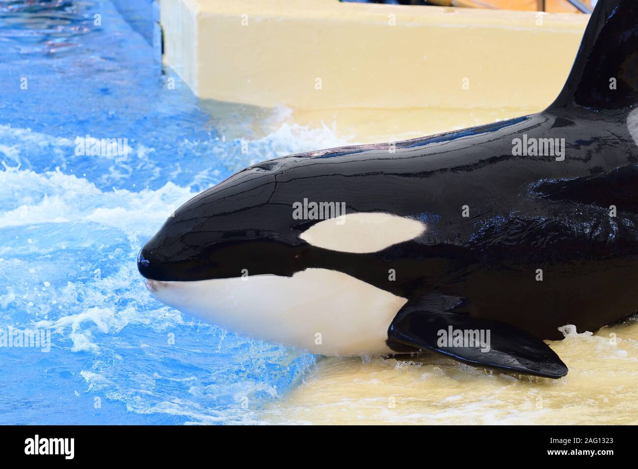 Orca orcinus orca portrait hi-res stock photography and images - Alamy