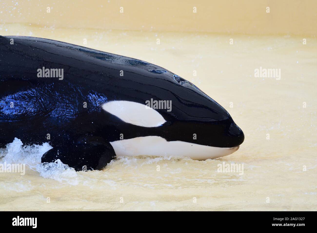 Orca orcinus orca portrait hi-res stock photography and images - Alamy