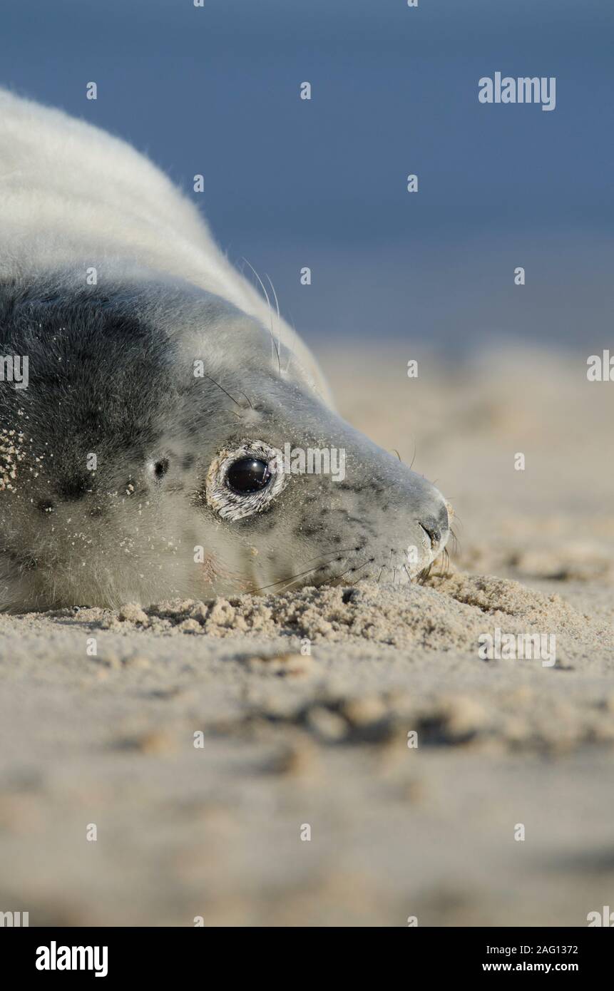 Grey Seals at Winterton on sea beach Stock Photo - Alamy
