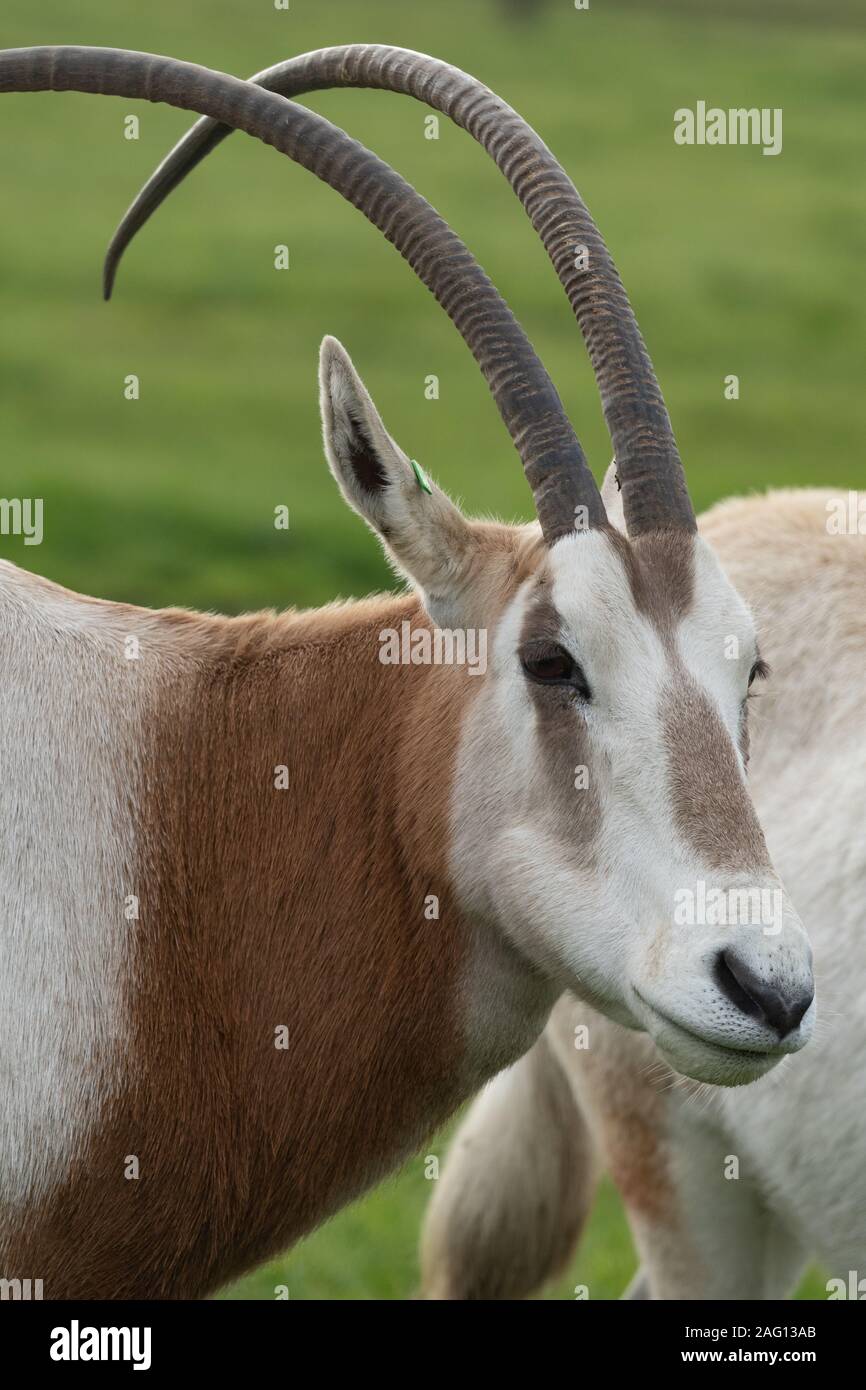 Closeup portrait scimitar horned hi-res stock photography and images ...