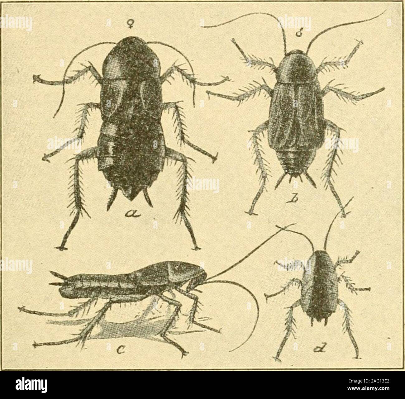 . Sanitary entomology; the entomology of disease, hygiene and ...