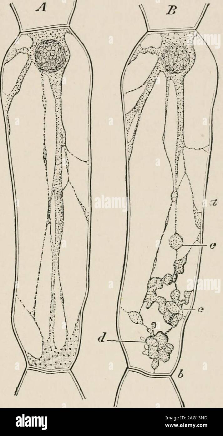 . The cell; outlines of general anatomy and physiology. membrane, is ...