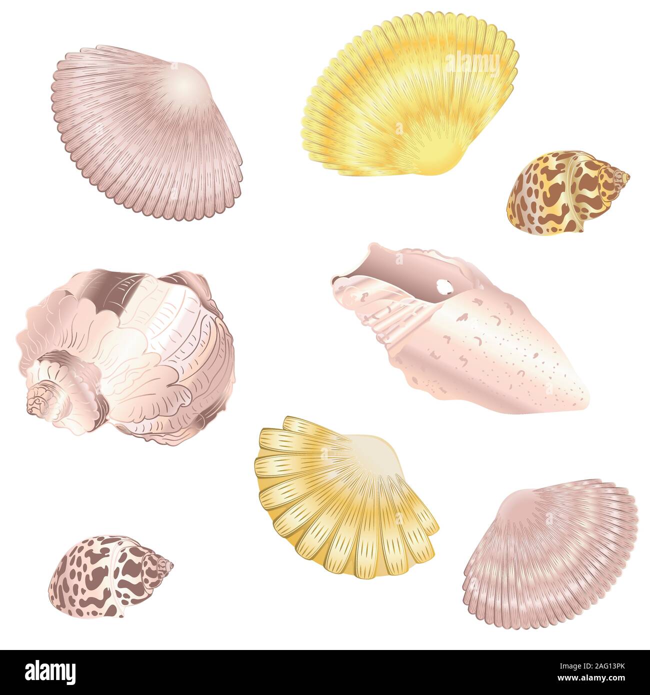 Collection of decorative seashells design, vintage illustration Stock ...