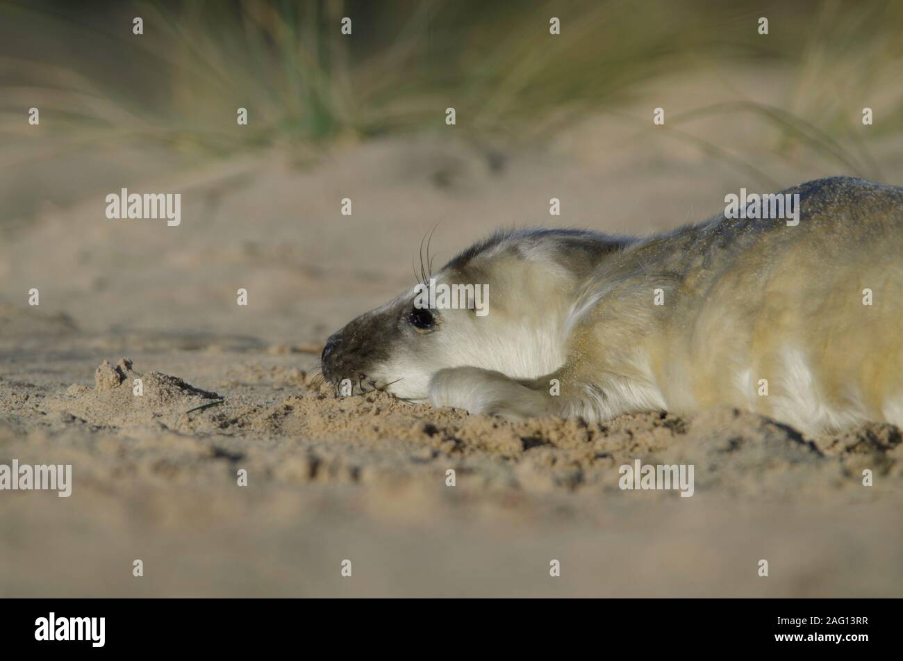 Winterton Seals High Resolution Stock Photography and Images - Alamy