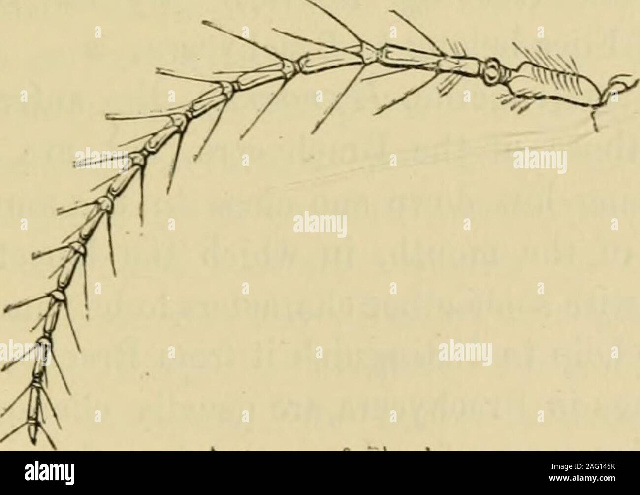 . British insects : a familiar description of the form, structure ...