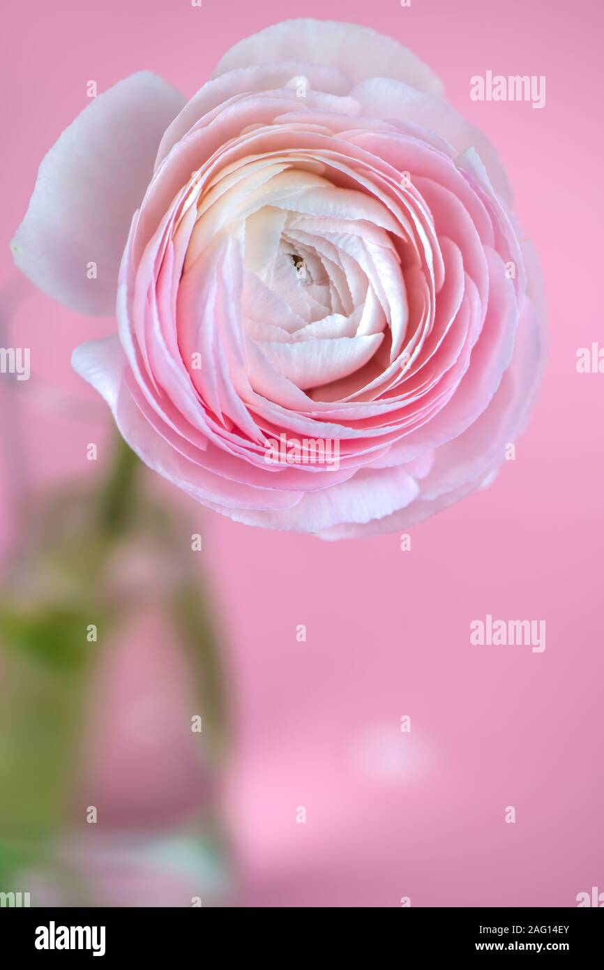 Delicate rose color rosa hi-res stock photography and images - Alamy