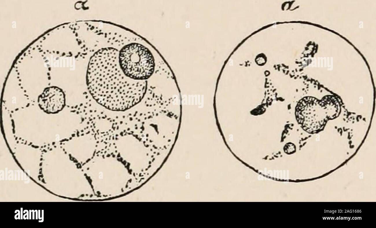 Nuclein hi-res stock photography and images - Alamy