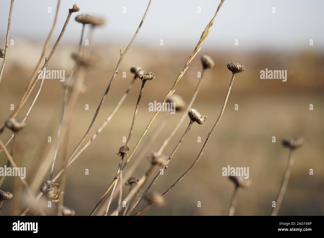Wild dry flowers grow in autumn field Stock Photo - Alamy