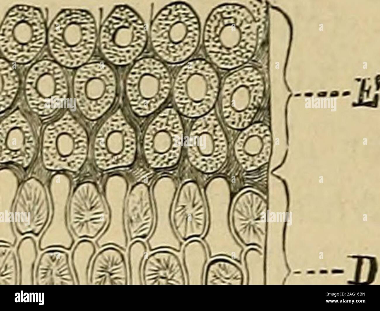 Epithelgewebe Des Körpers