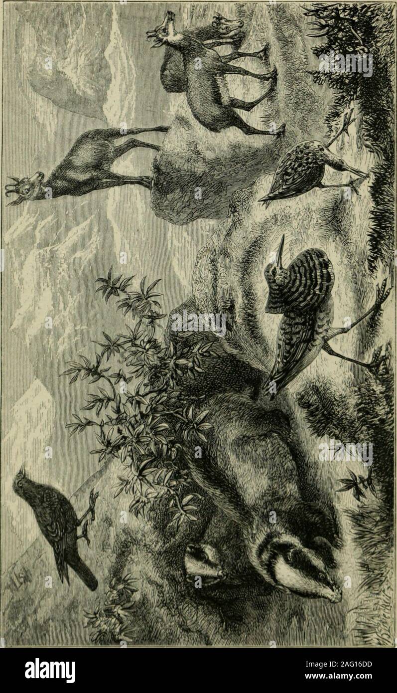 . Geographical distribution of animals : with a study of the relations ...