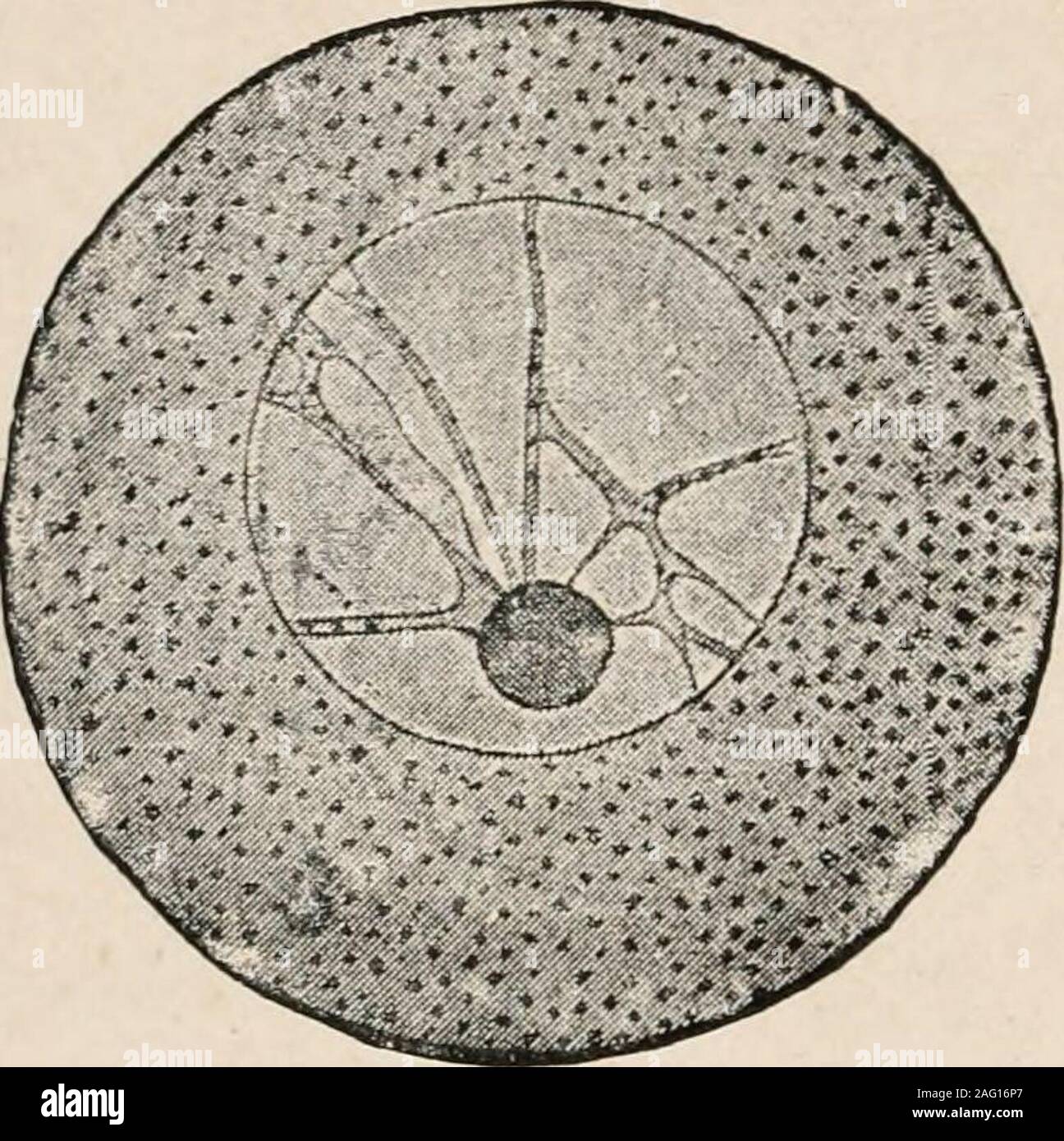 . The cell; outlines of general anatomy and physiology. ng the nuclear ...