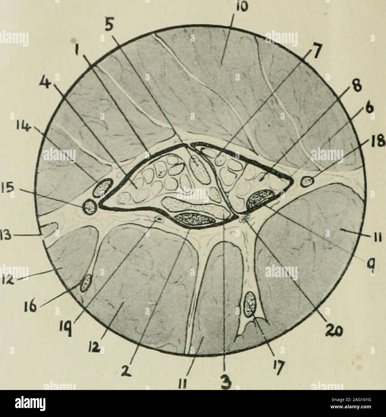 Perineurial hi-res stock photography and images - Alamy