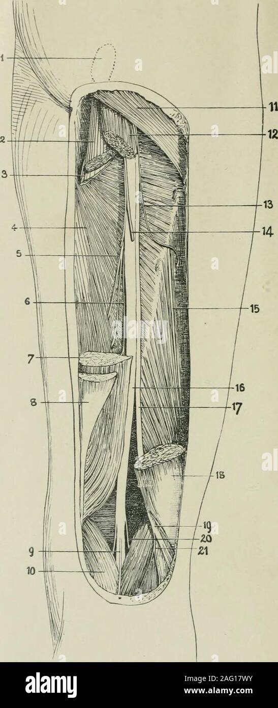 Cutaneous nerve hi-res stock photography and images - Alamy