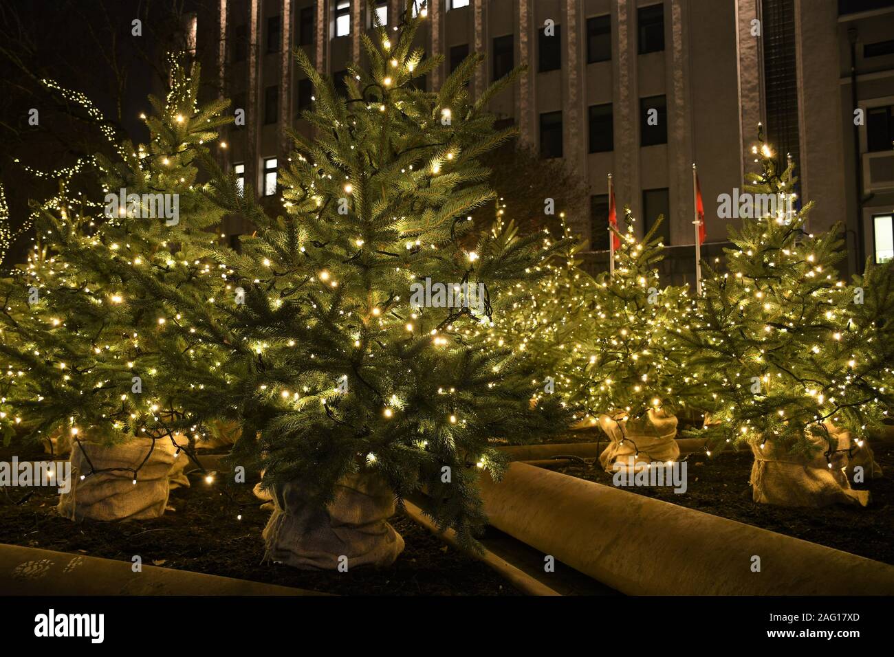 Real christmas trees hi-res stock photography and images - Alamy