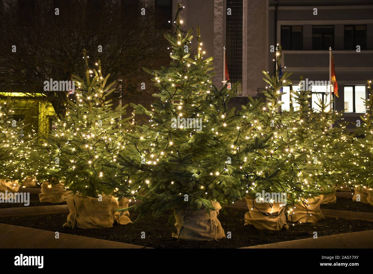 Group of real Christmas trees decorated and illuminated with white ...