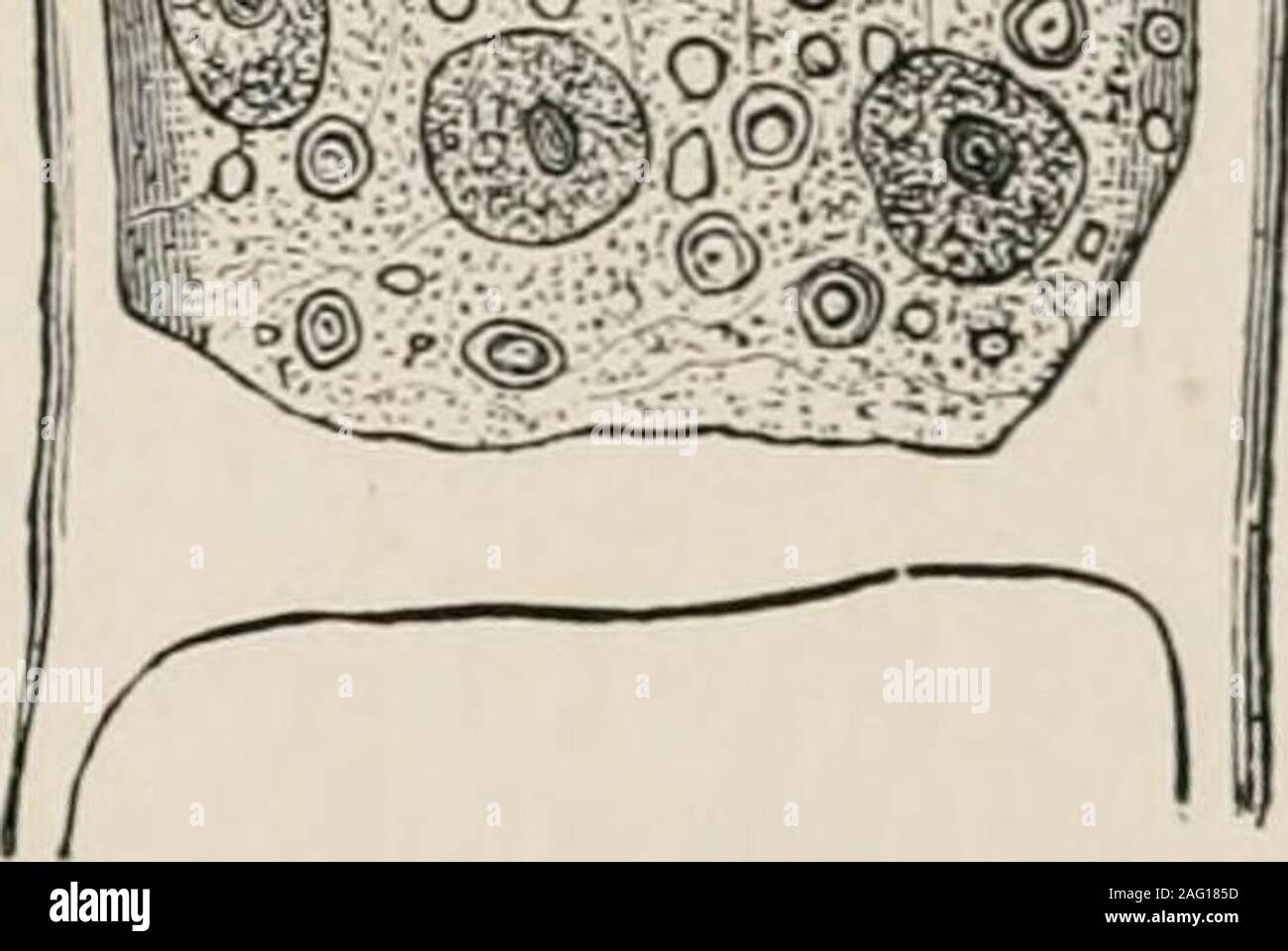 Pyrenoids hi-res stock photography and images - Alamy