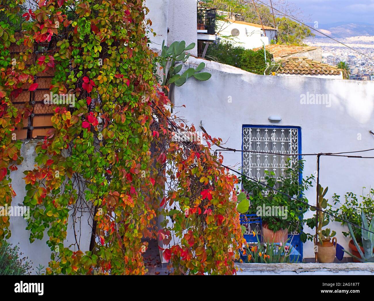 Colorful climbing plant, on white wall of old house, Anafiotika area ...