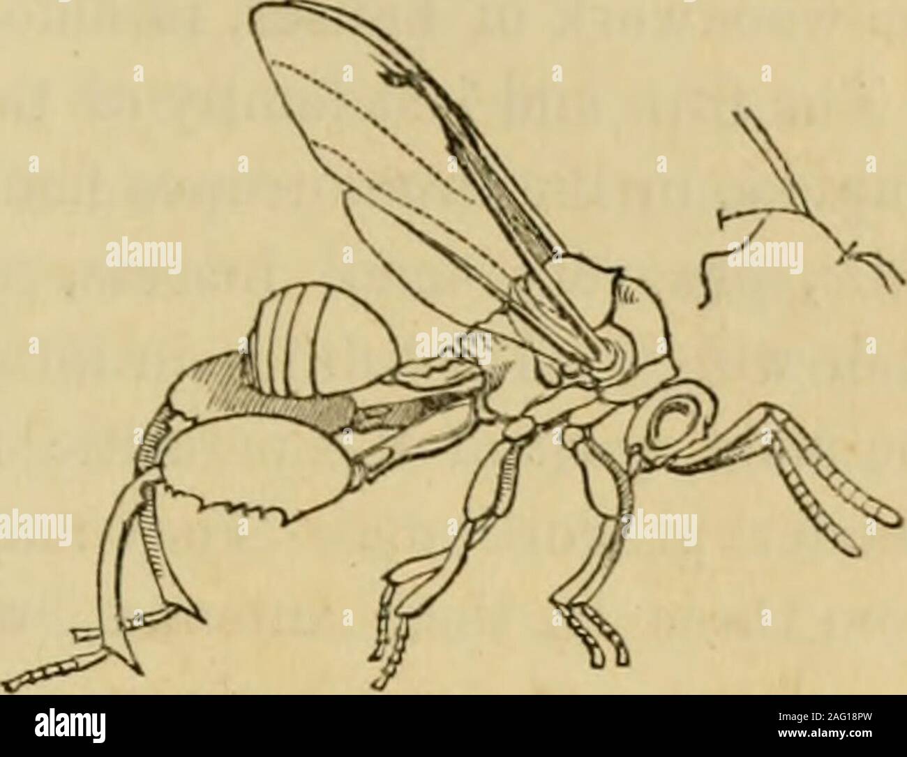 . British insects : a familiar description of the form, structure ...