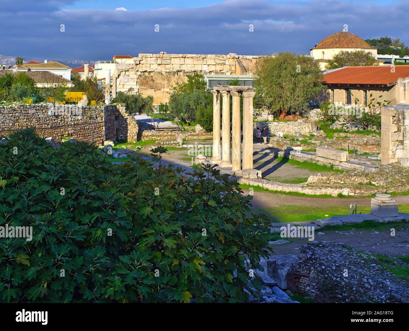 Large Fig Tree High Resolution Stock Photography and Images - Alamy