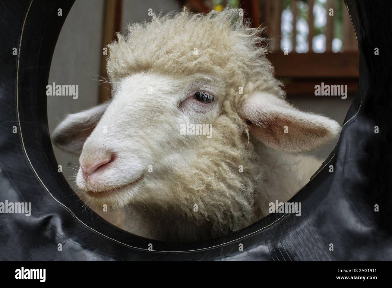 Close-up sheep cute face in the farm Stock Photo - Alamy