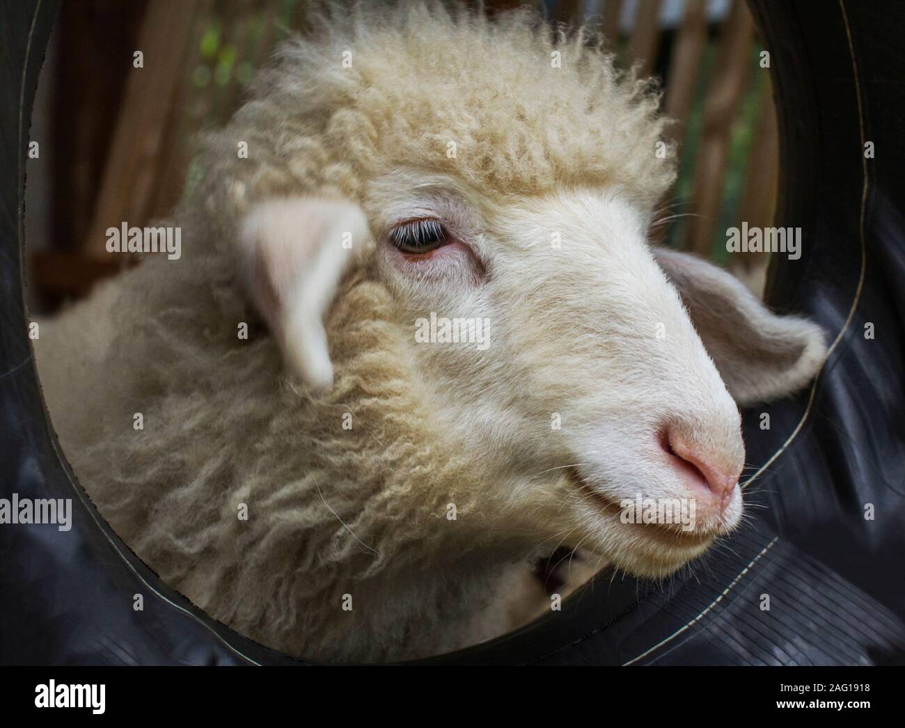 Woolly Sheep Face High Resolution Stock Photography and Images - Alamy