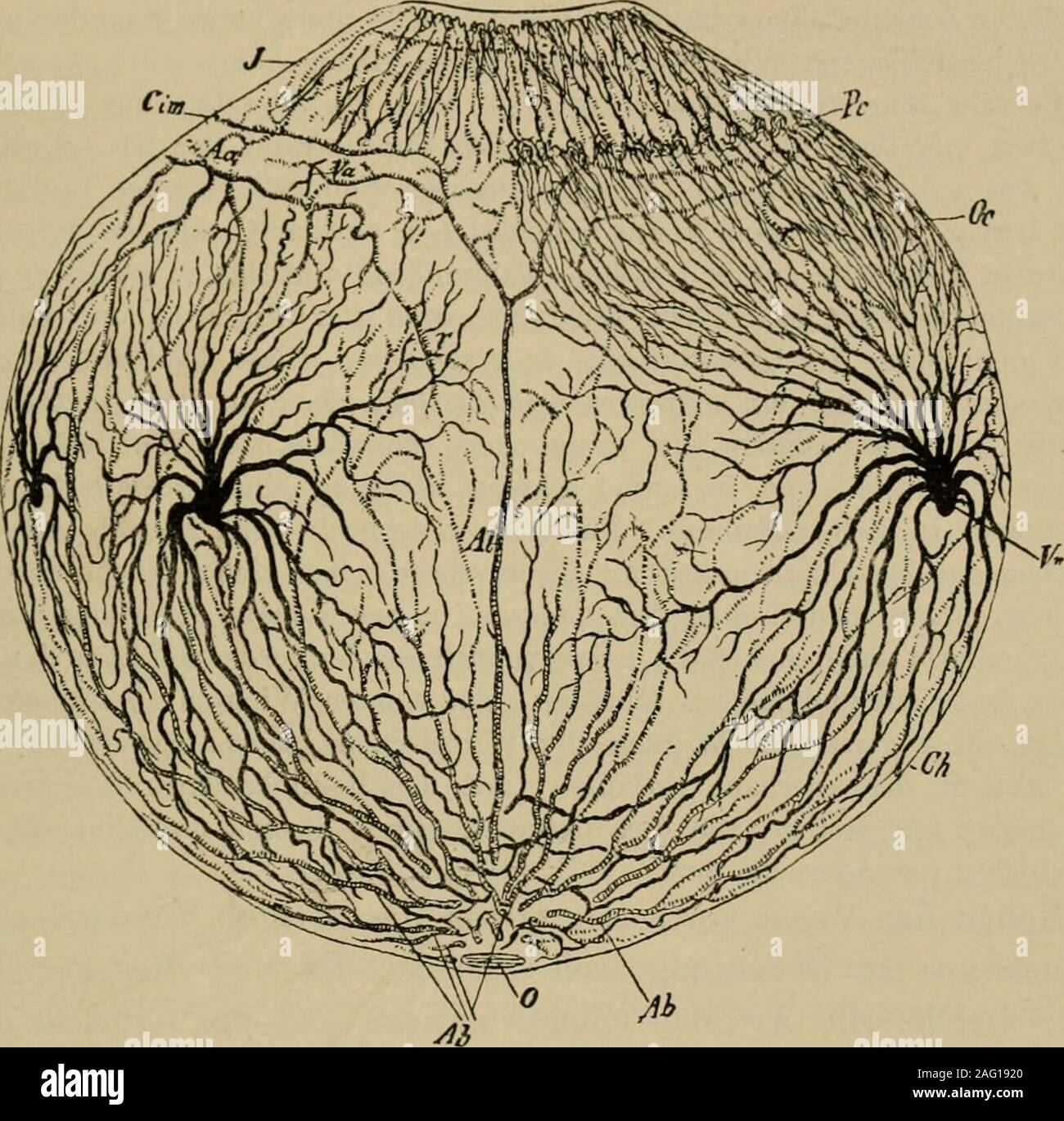 Vena vorticosa hi-res stock photography and images - Alamy