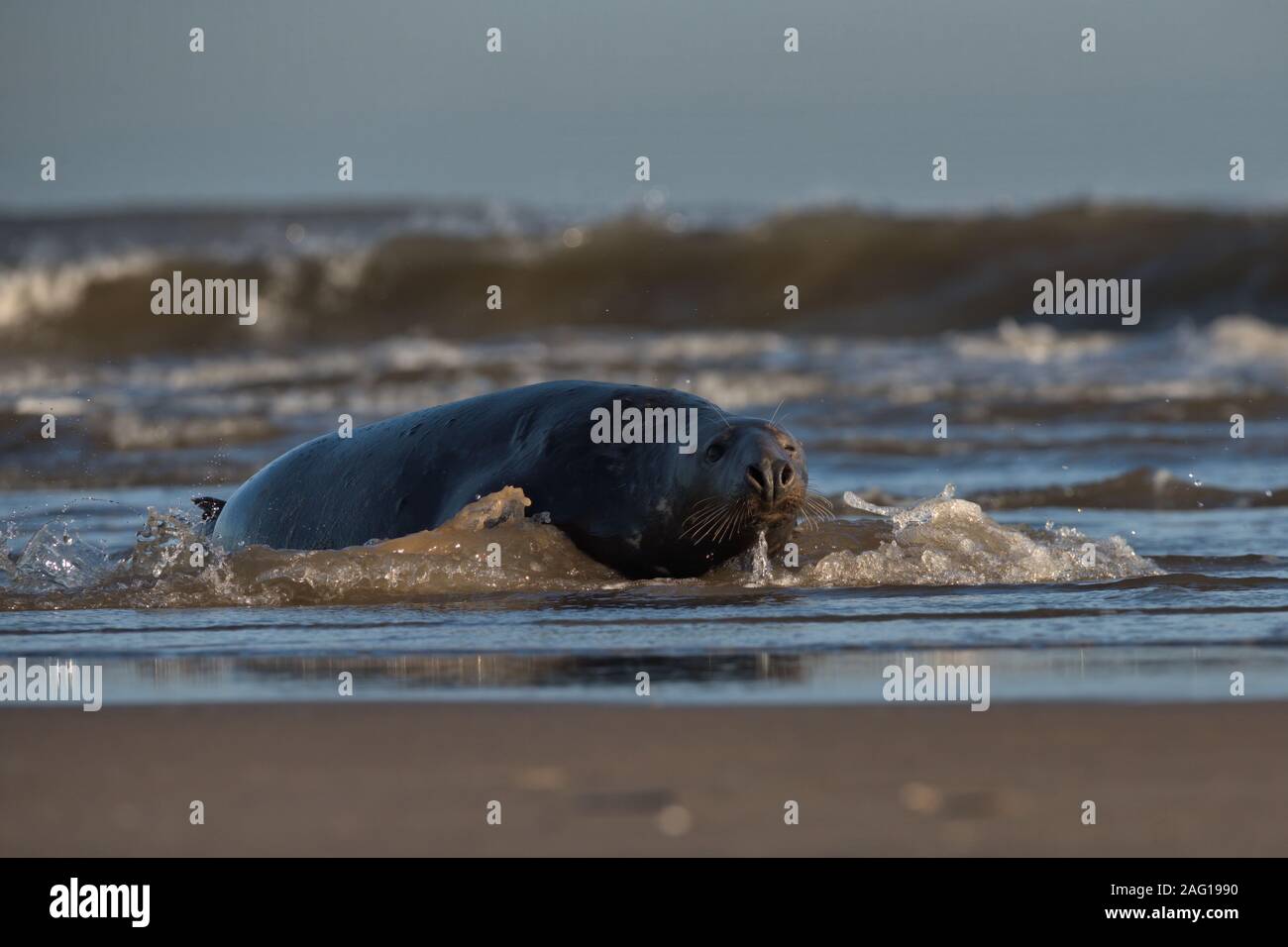 Halichoerus grypus , Grey seal Bull at the seas edge Stock Photo - Alamy