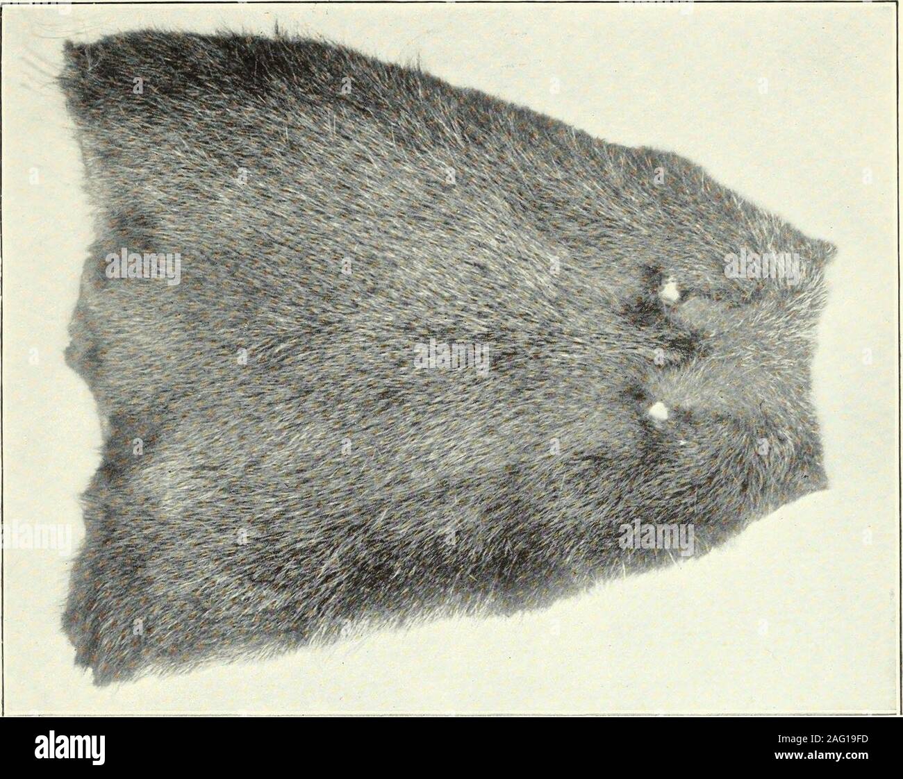 Nutria plate hi-res stock photography and images - Alamy