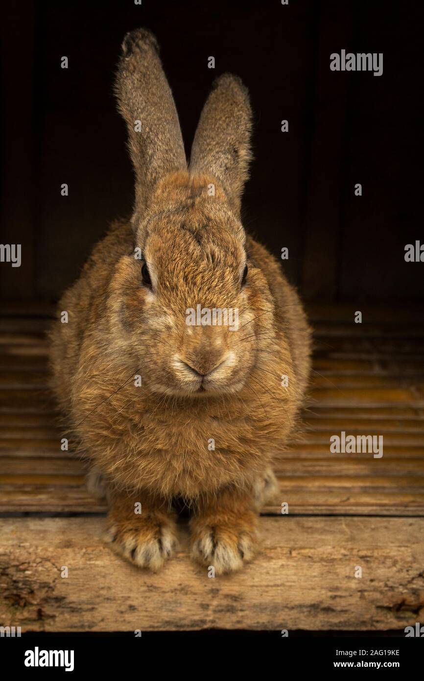 Brown bunny rabbit outside one hi-res stock photography and images - Alamy