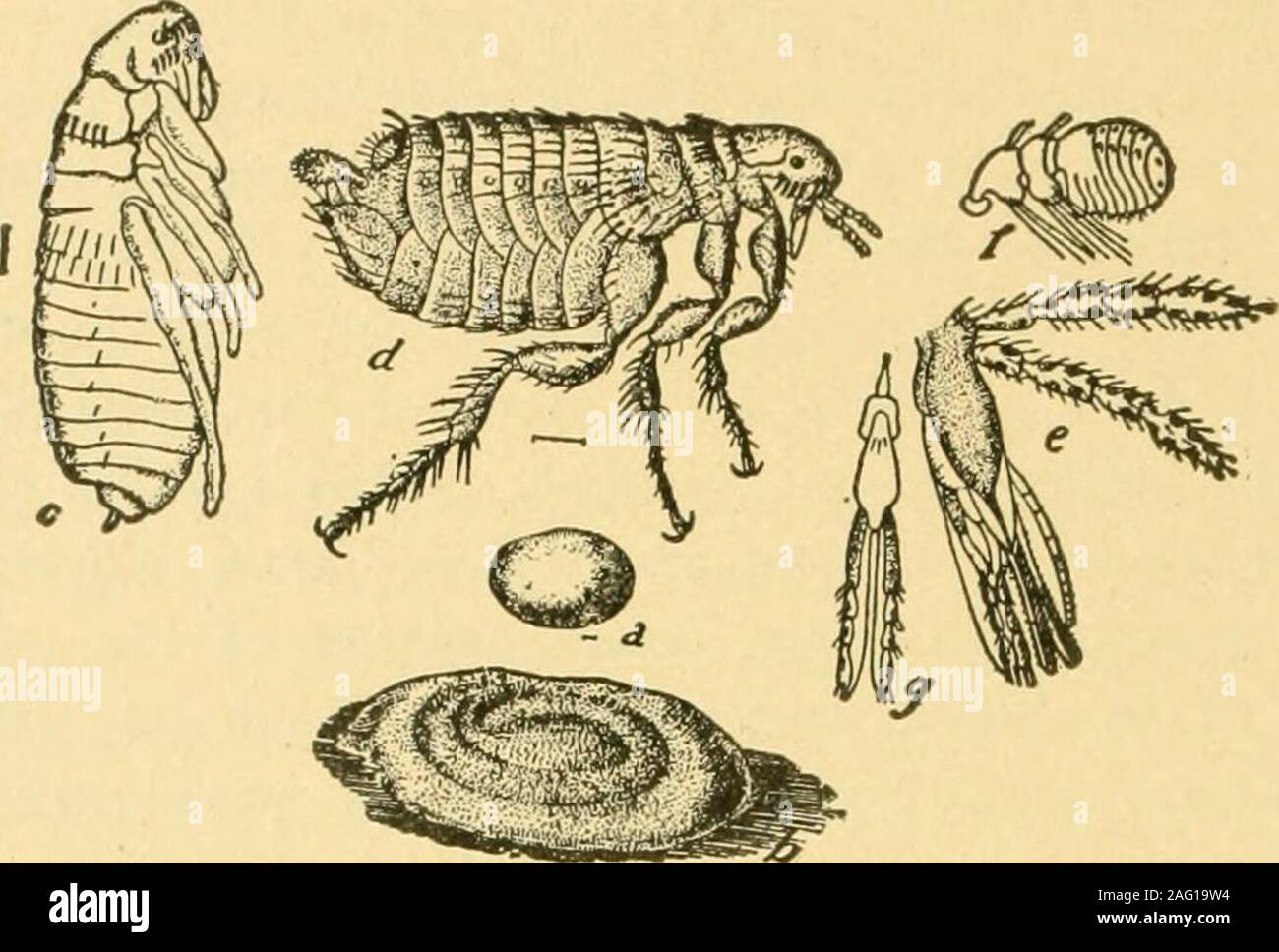 Flea Larvae