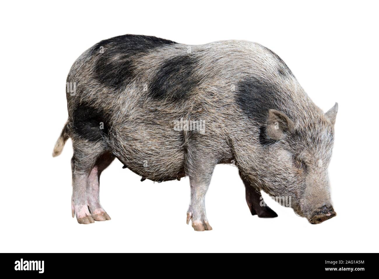 Young Vietnamese Pot-bellied pig / Lon I pig, endangered traditional ...