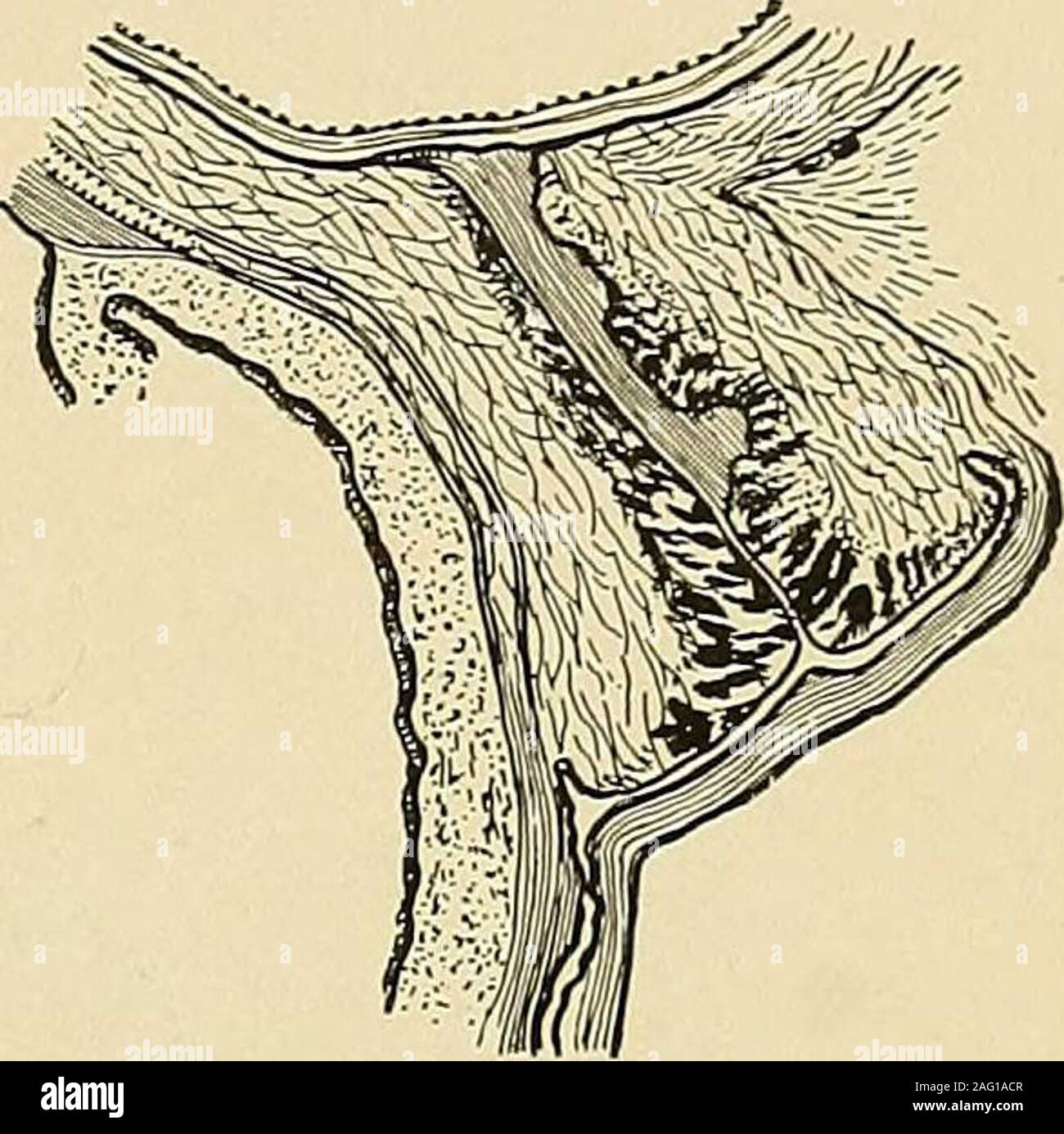 Obste hi-res stock photography and images - Alamy