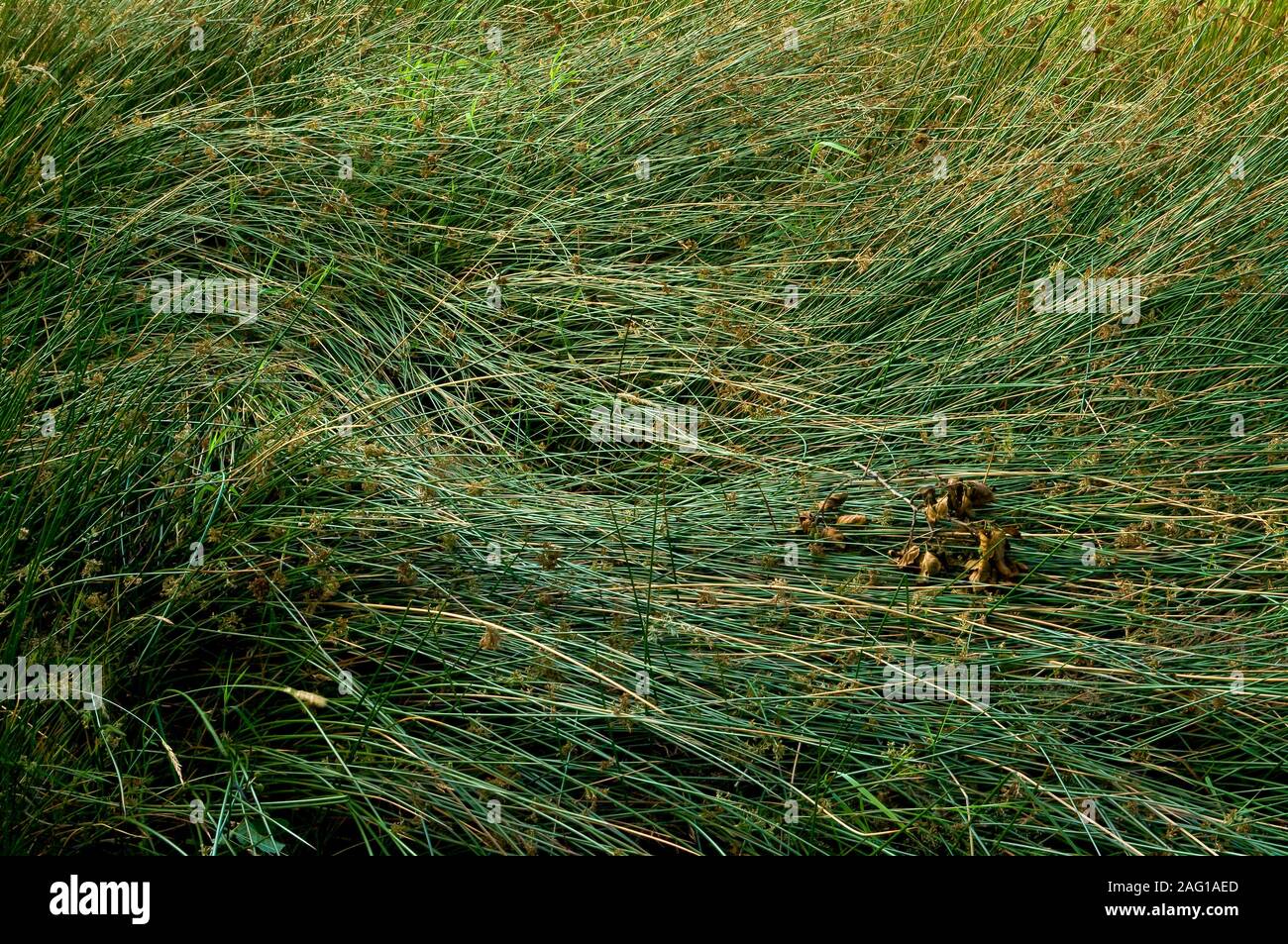Long tangled stems hi-res stock photography and images - Alamy