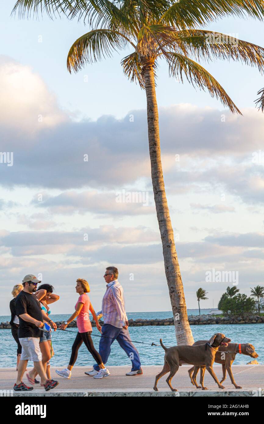 Are Dogs Allowed At The Beach In Miami
