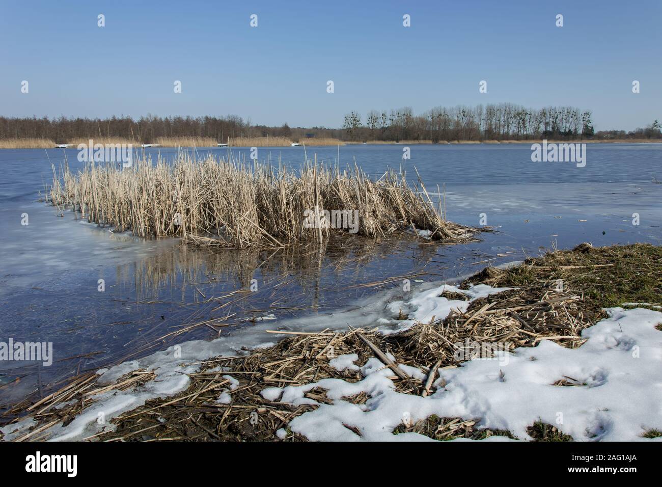 Snow on the shore of the lake and a clump of reeds. Horizon and blue ...