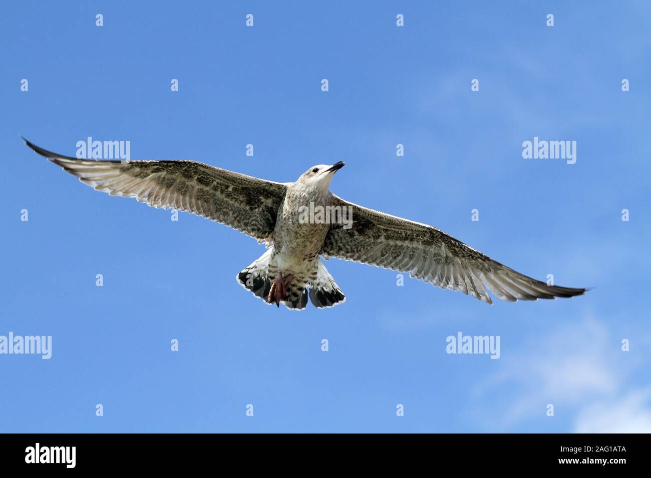 gull in flight with spread wings Stock Photo - Alamy