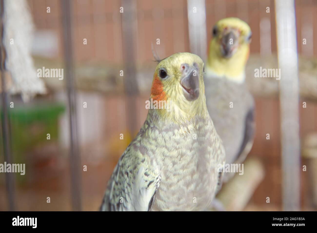 Parrots are inseparable hi-res stock photography and images - Alamy