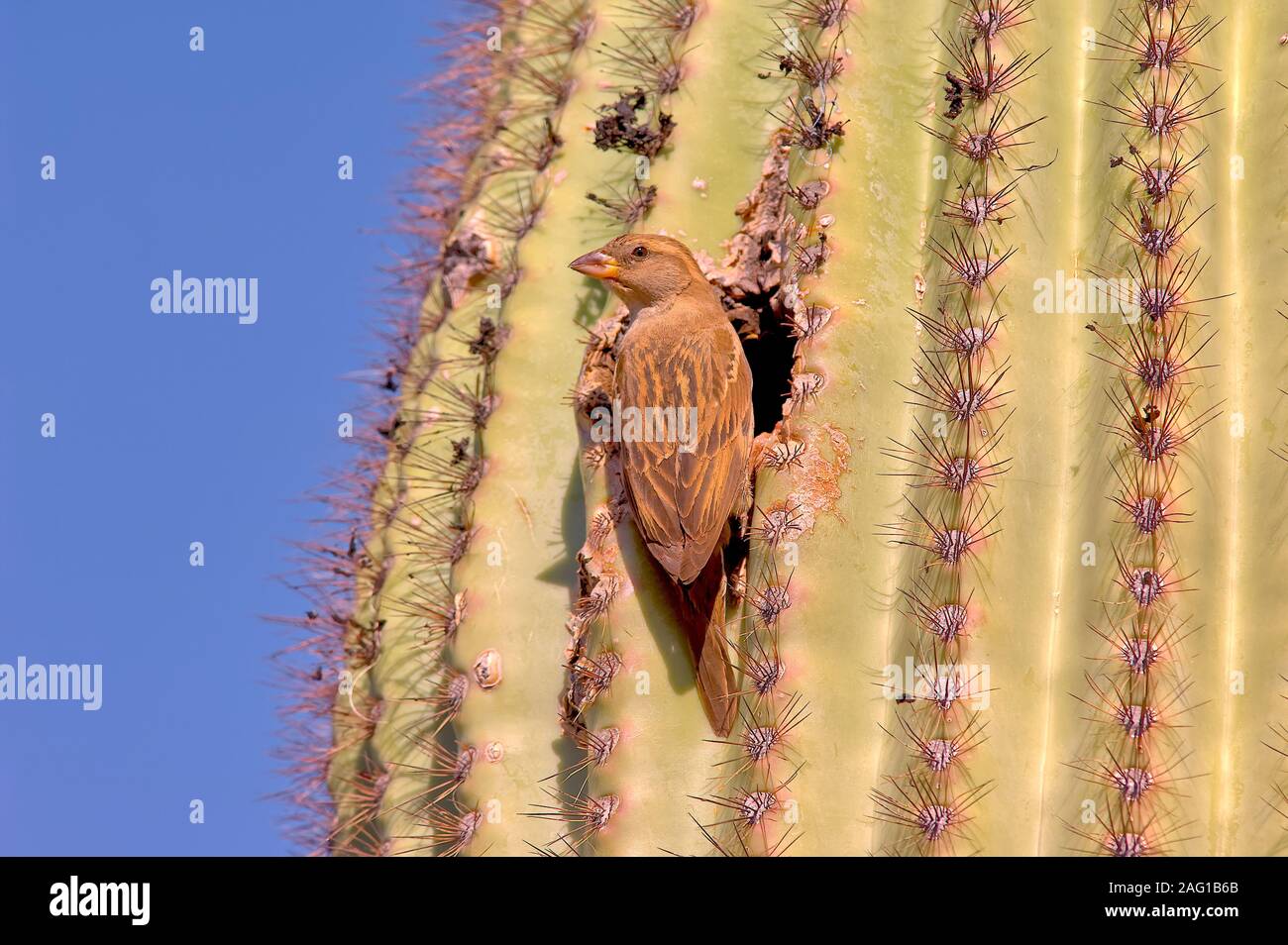 Saguaro life hi-res stock photography and images - Alamy