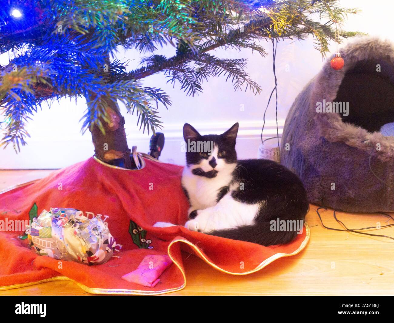 Happy Kitty Christmas Stock Photo - Alamy