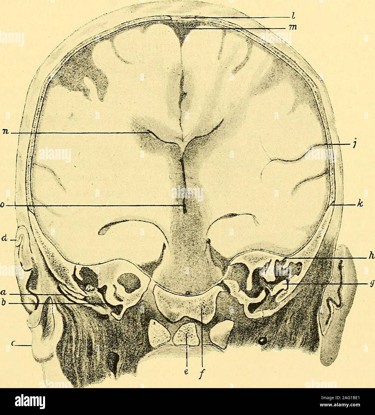 Coronal plane hi-res stock photography and images - Alamy